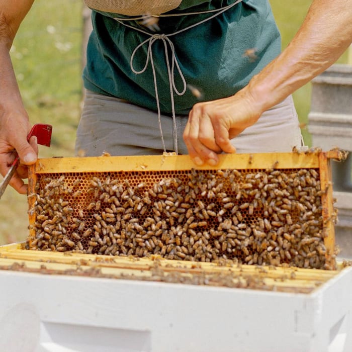 Featured In Rachel Ray Magazine – The Appalachian Beekeeping Collective